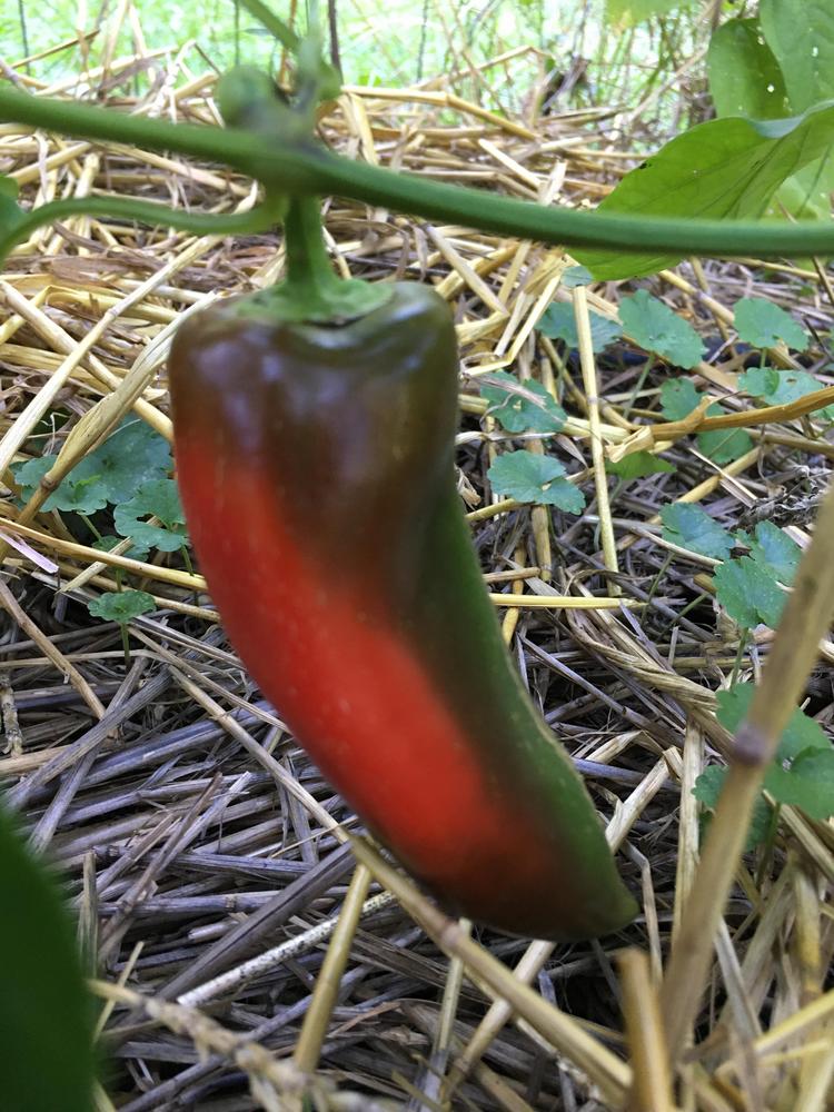 Photo of the fruit of Sweet Pepper (Capsicum annuum 'Ajvarski') posted ...