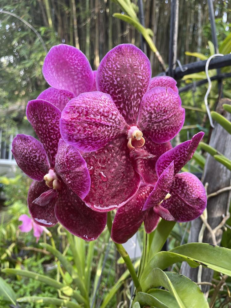 Photo of the bloom of Orchid (Vanda Robert's Delight 'Garnet Beauty ...