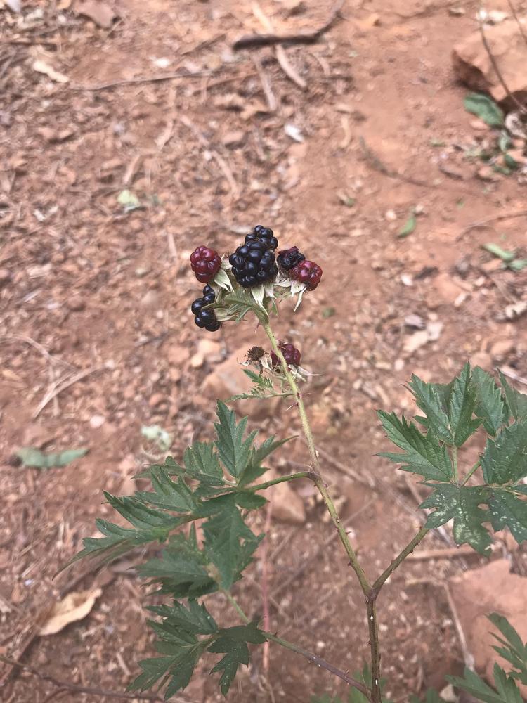 Blackberry identification in the Plant ID forum - Garden.org