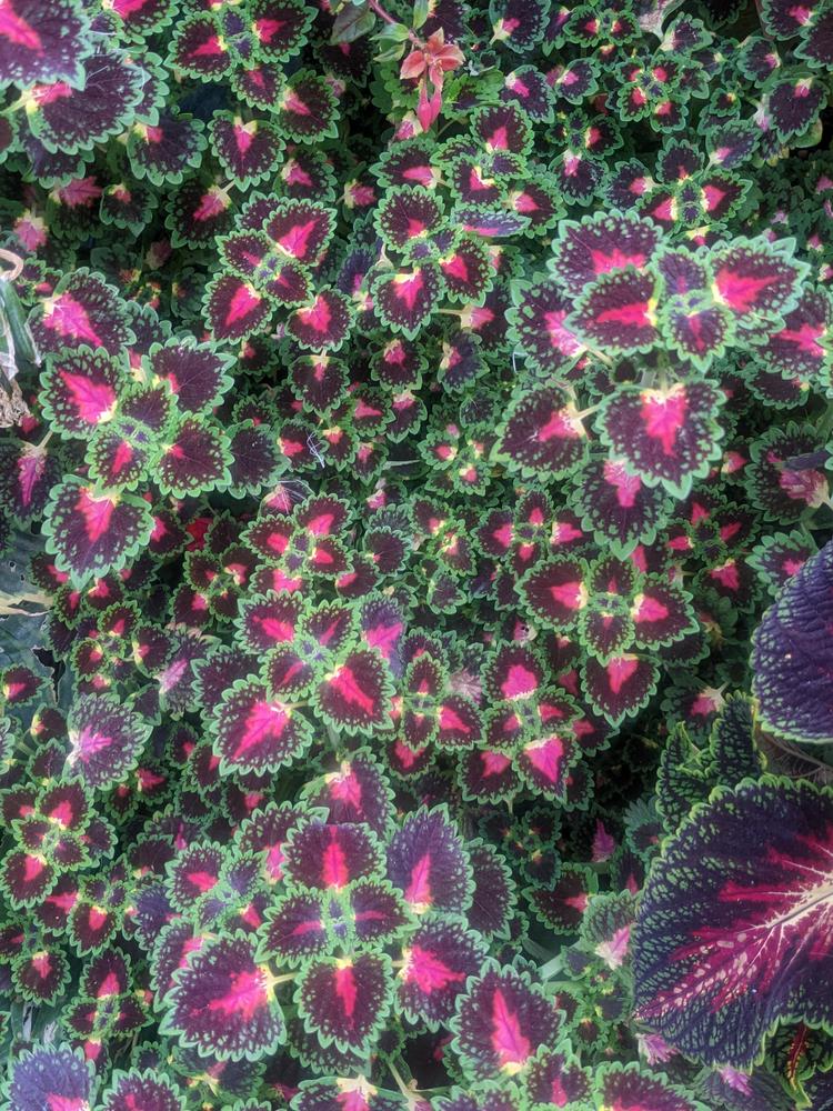Photo of the entire plant of Coleus (Coleus scutellarioides Lava™ Rose ...