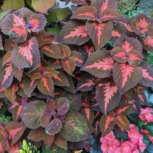 Coleus (Coleus scutellarioides Main Street Sunset Boulevard™) in the ...