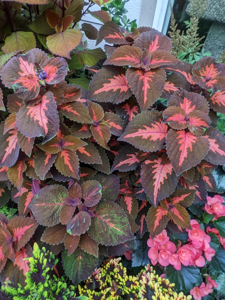 Photo of the entire plant of Coleus (Coleus scutellarioides Main Street ...