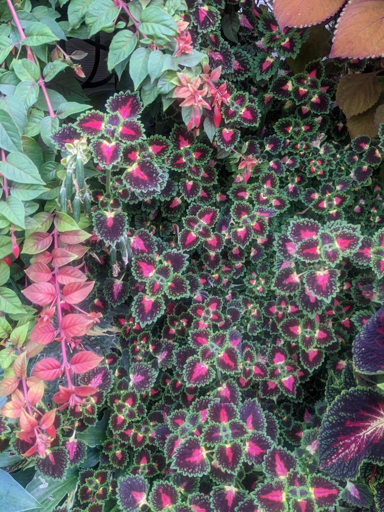 Photo of the entire plant of Coleus (Coleus scutellarioides Lava™ Rose ...