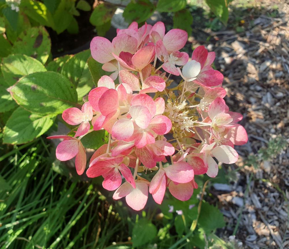 Photo of the bloom of Panicle Hydrangea (Hydrangea paniculata Diamant ...
