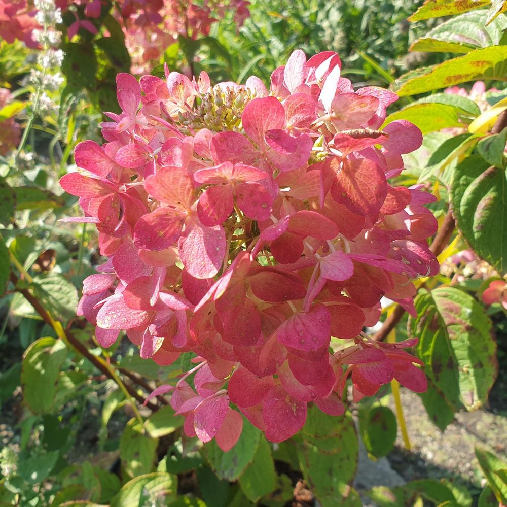 Photo of the bloom of Panicle Hydrangea (Hydrangea paniculata Diamant ...
