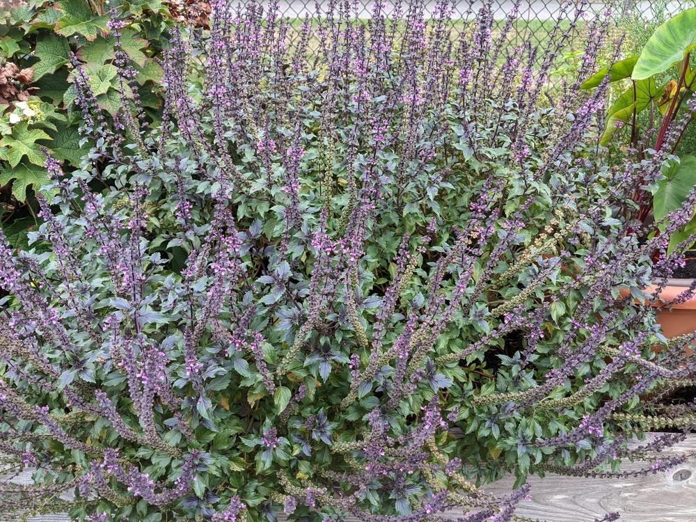Basil (Ocimum basilicum 'Wild Magic') in the Basils Database - Garden.org
