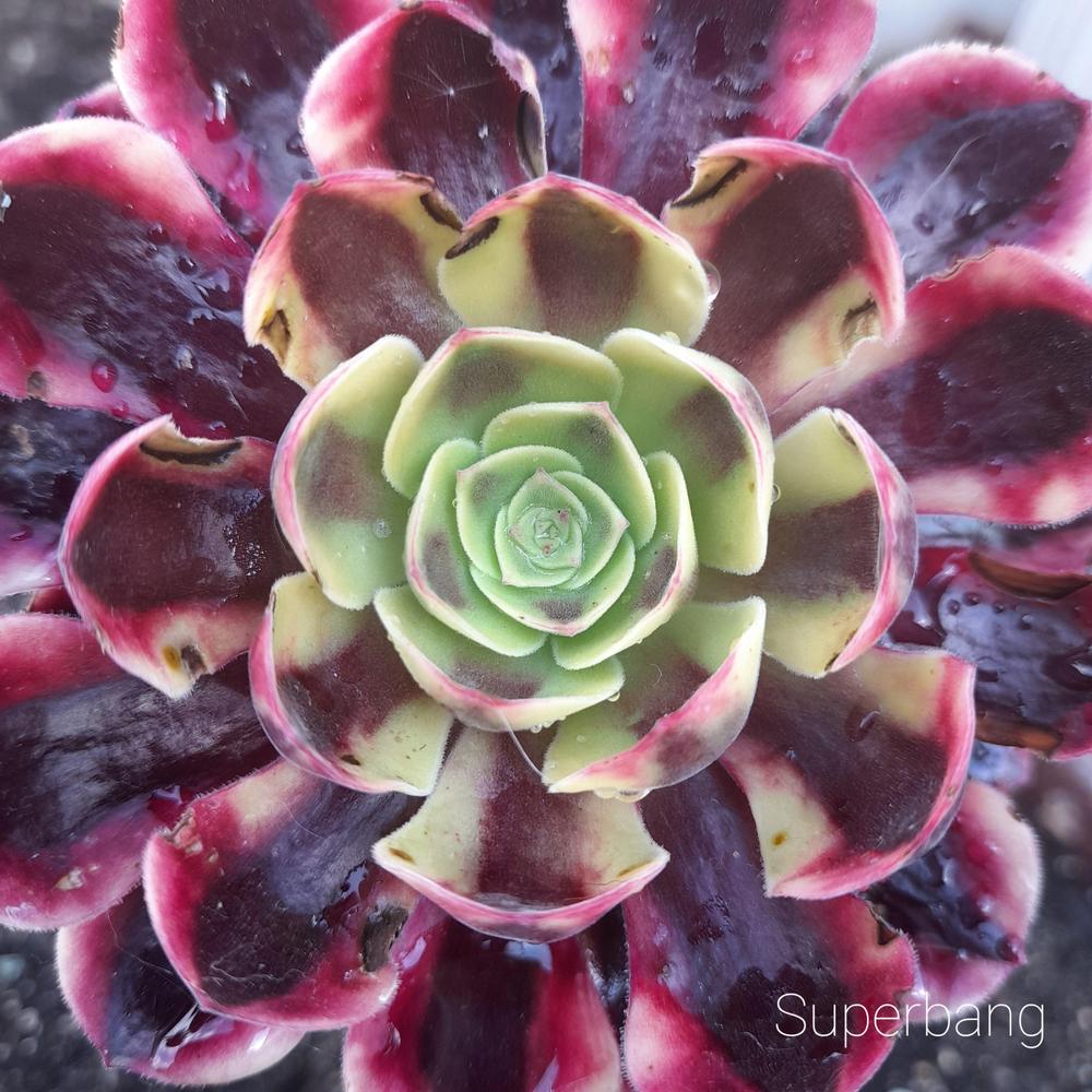 Photo of the entire plant of Aeonium 'Super Bang' posted by MS_Wegener ...