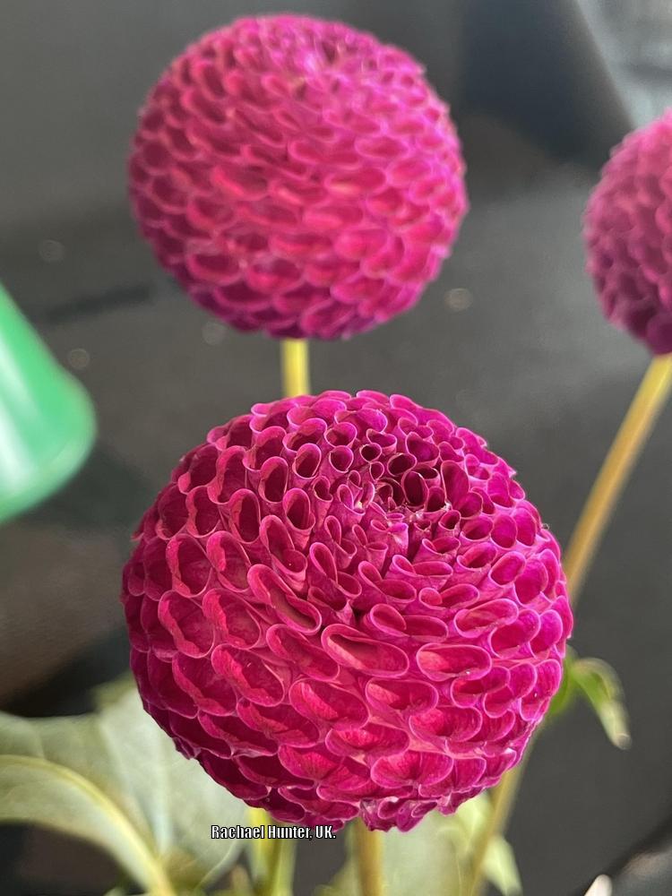 Photo of the bloom of Dahlia 'Willo's Violet' posted by RachaelHunter ...