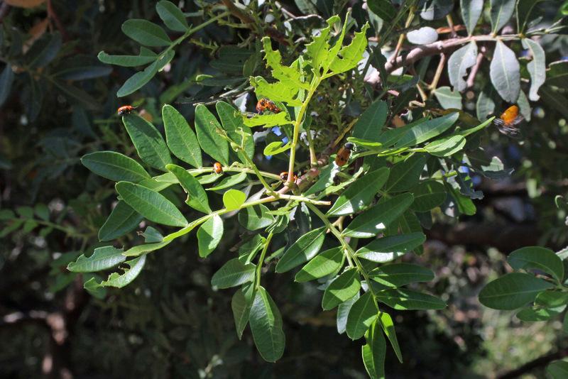 Photo of the leaves of Mastic Tree (Pistacia lentiscus) posted by ...