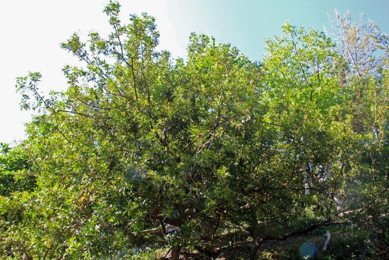 Photo of the entire plant of Mastic Tree (Pistacia lentiscus) posted by ...