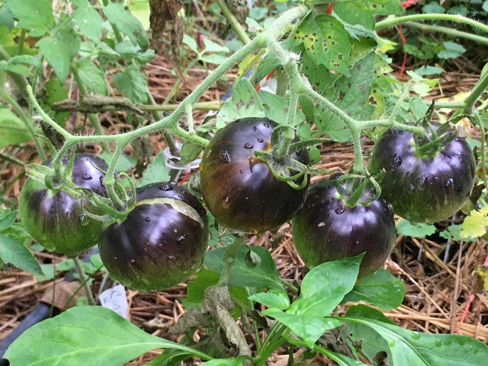 Tomato (Solanum lycopersicum 'Cosmic Eclipse') in the Tomatoes Database ...