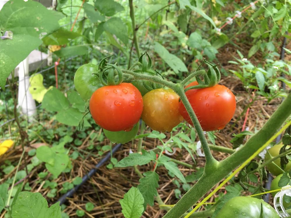 Photo of the fruit of Tomato (Solanum lycopersicum 'Tommy Toe') posted ...