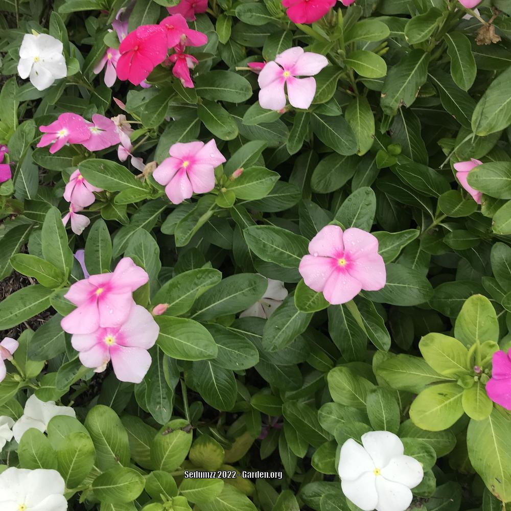 Photo of the entire plant of Vinca (Catharanthus roseus Titan™ Icy Pink ...