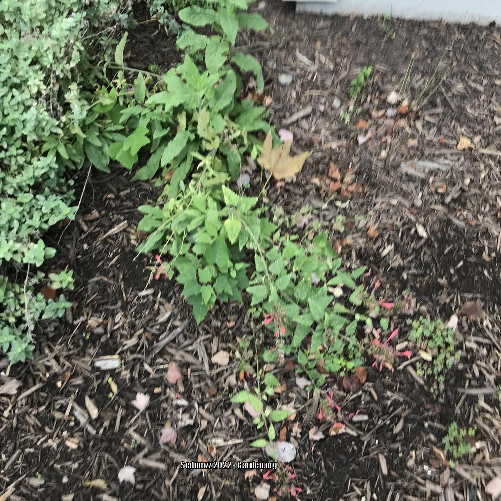 Photo of the entire plant of Dwarf Hummingbird Mint (Agastache Kudos ...