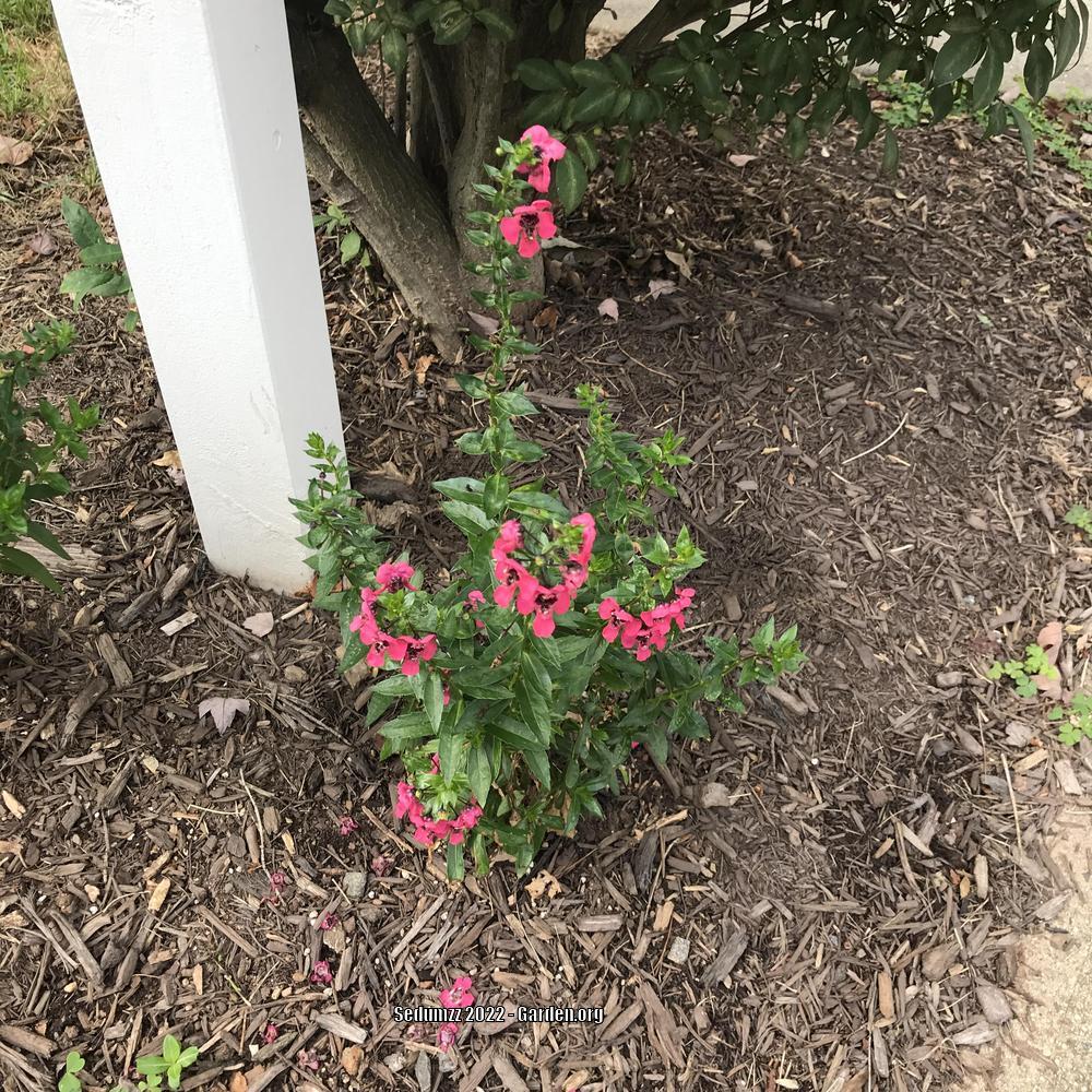 Photo of the entire plant of Summer Snapdragon (Angelonia angustifolia ...