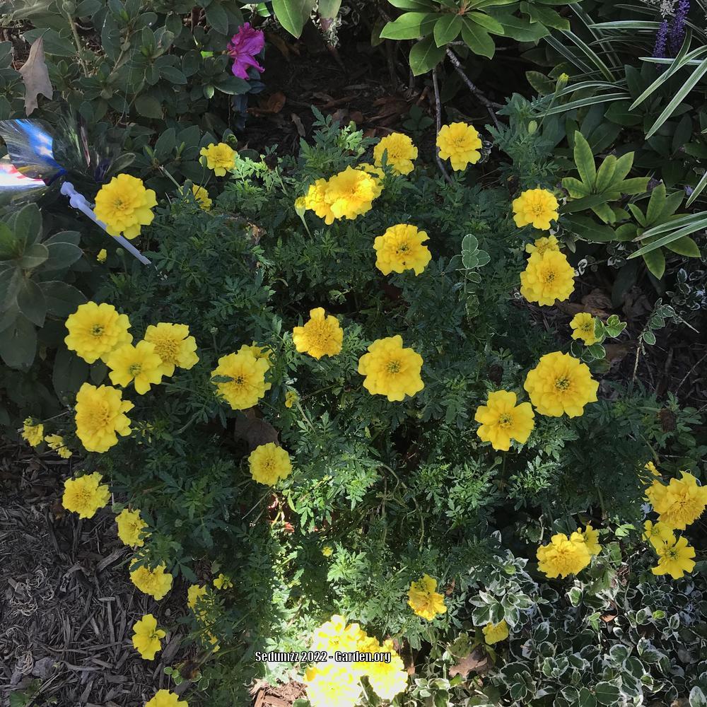 Photo of the entire plant of Aztec Marigold (Tagetes erecta 'Inca ...