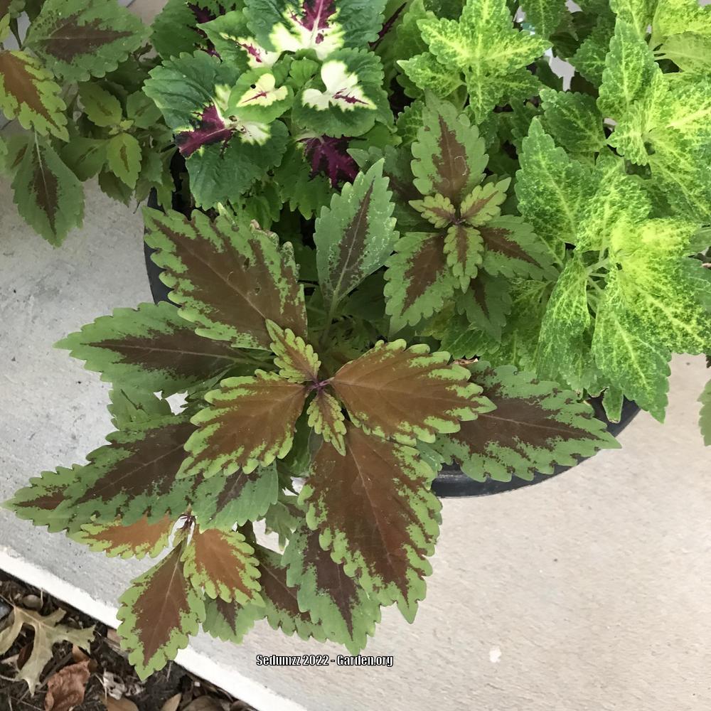 Coleus - Garden.org