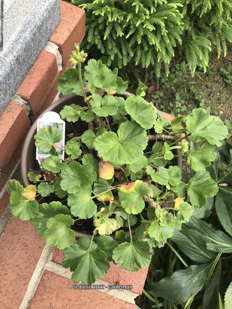 Photo of the entire plant of Zonal Geranium (Pelargonium x hortorum ...