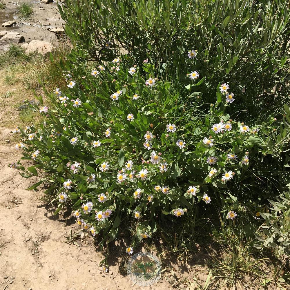 Photo of the entire plant of Leafy Aster (Symphyotrichum foliaceum) posted by BlueOddish ...
