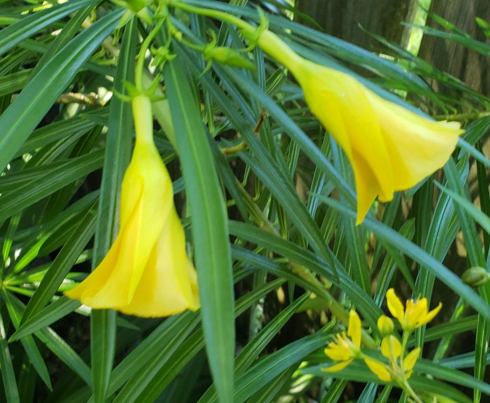 Photo of the bloom of Yellow Oleander (Cascabela thevetia) posted by ...