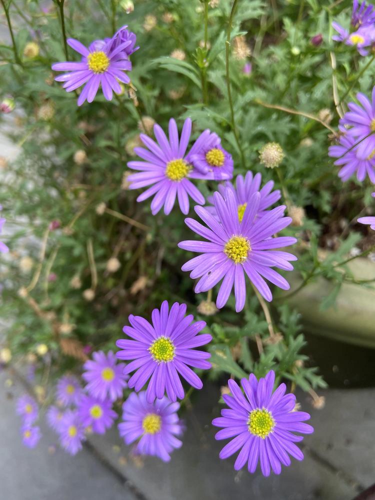 Photo of the bloom of Brachyscome Brasco™ Violet posted by Calif_Sue ...