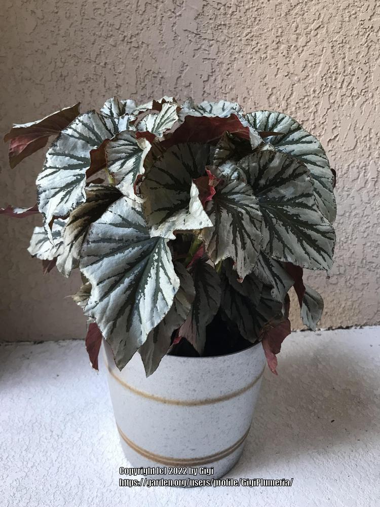 Photo of the entire plant of Cane Begonia (Begonia 'Looking Glass ...
