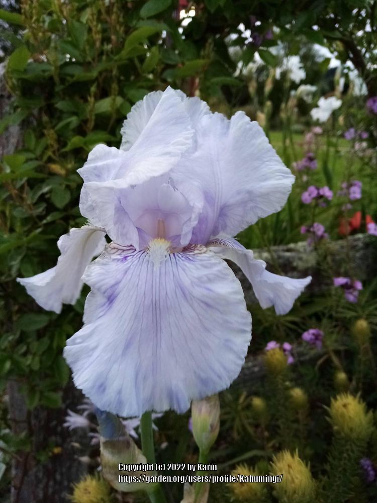 Photo of the bloom of Tall Bearded Iris (Iris 'Foaming Seas') posted by ...