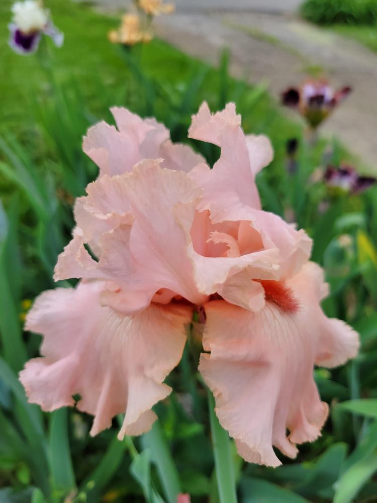 Tall Bearded Iris (Iris 'Angel's Rest') in the Irises Database - Garden.org