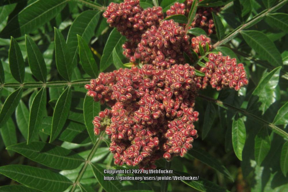 Photo of the fruit of Winged Sumac (Rhus copallina) posted by WebTucker ...