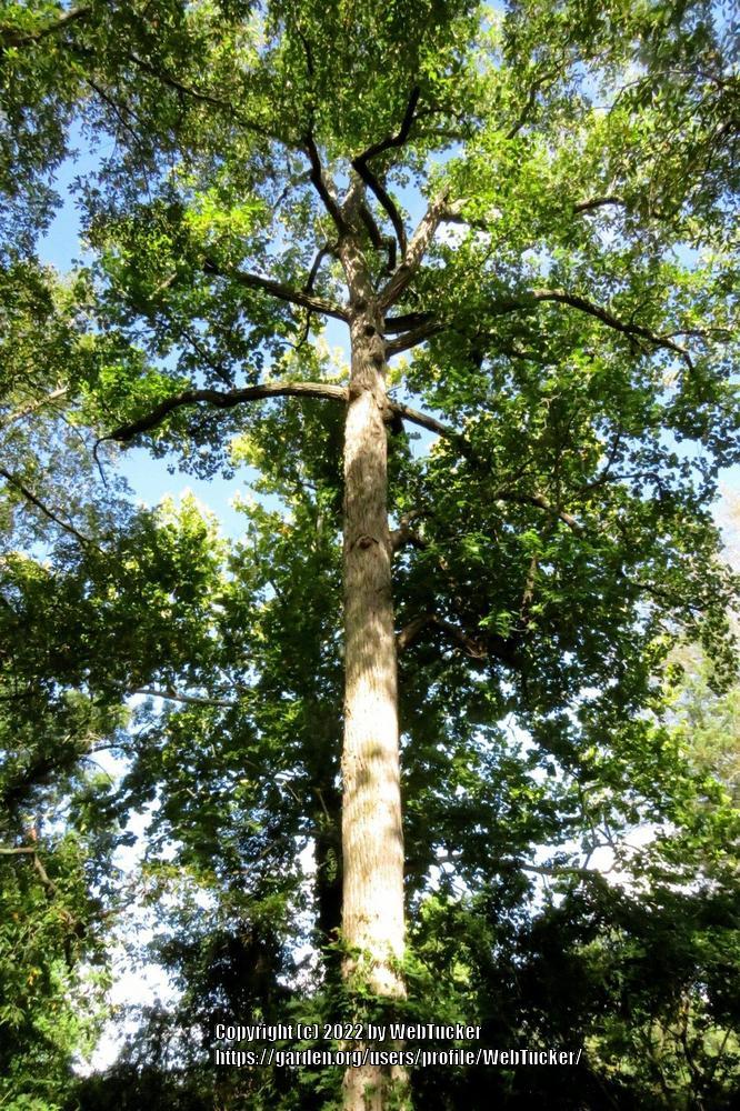 Photo of the entire plant of Tulip Poplar (Liriodendron tulipifera ...