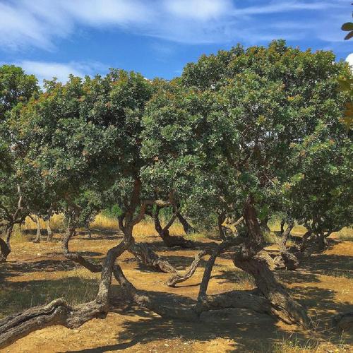 Mastic Tree (Pistacia lentiscus subsp. lentiscus) - Garden.org