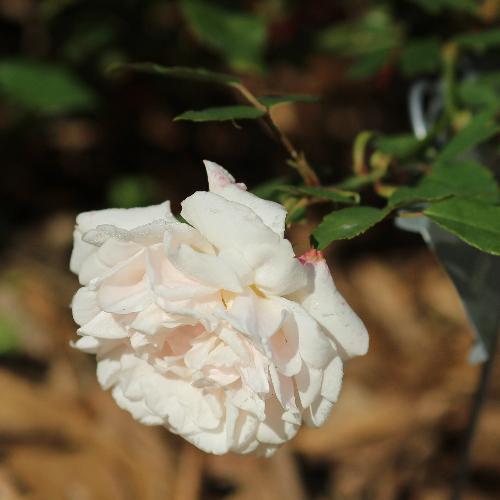 Rose (Rosa 'Spice') in the Roses Database - Garden.org