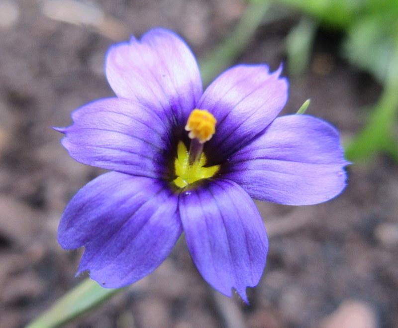 Name Of this plant in the Plant ID forum - Garden.org