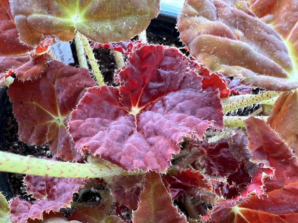 Photo of the leaves of Begonia 'Autumn Ember' posted by TheCreekKid ...