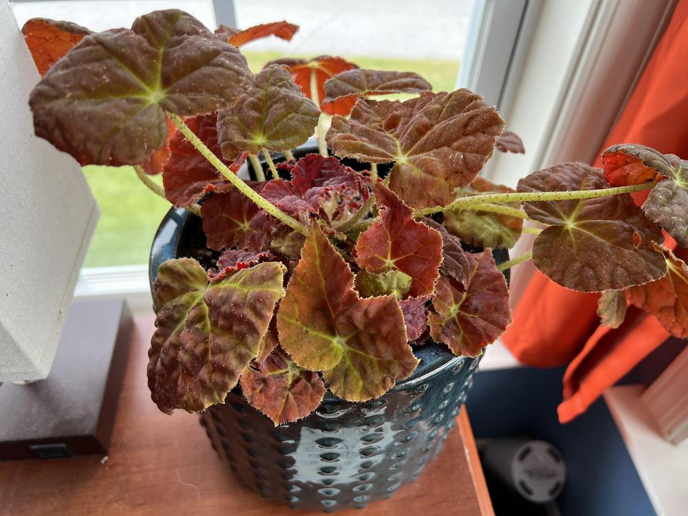Photo of the entire plant of Begonia 'Autumn Ember' posted by ...