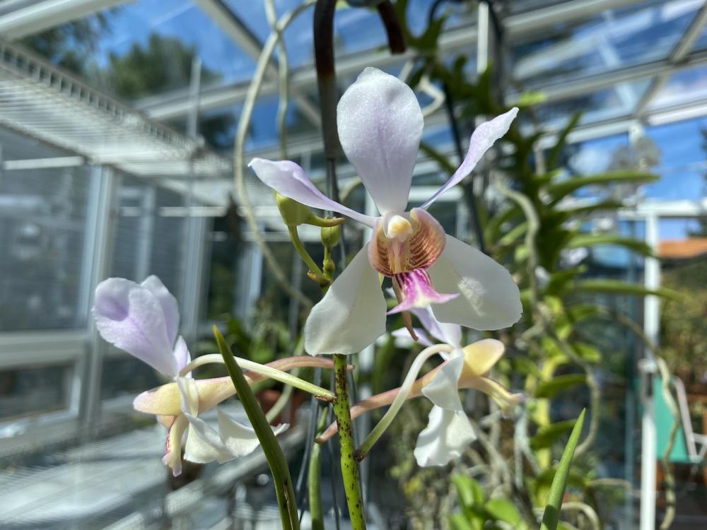Photo of the bloom of Orchid (Papilionanda Pink Fairy) posted by Ursula ...