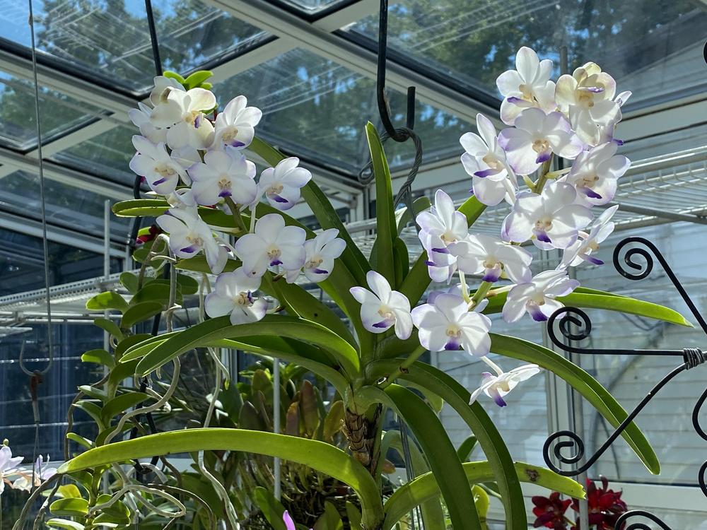 Photo of the bloom of Orchid (Vandachostylis Viboon Velvet) posted by Ursula - Garden.org