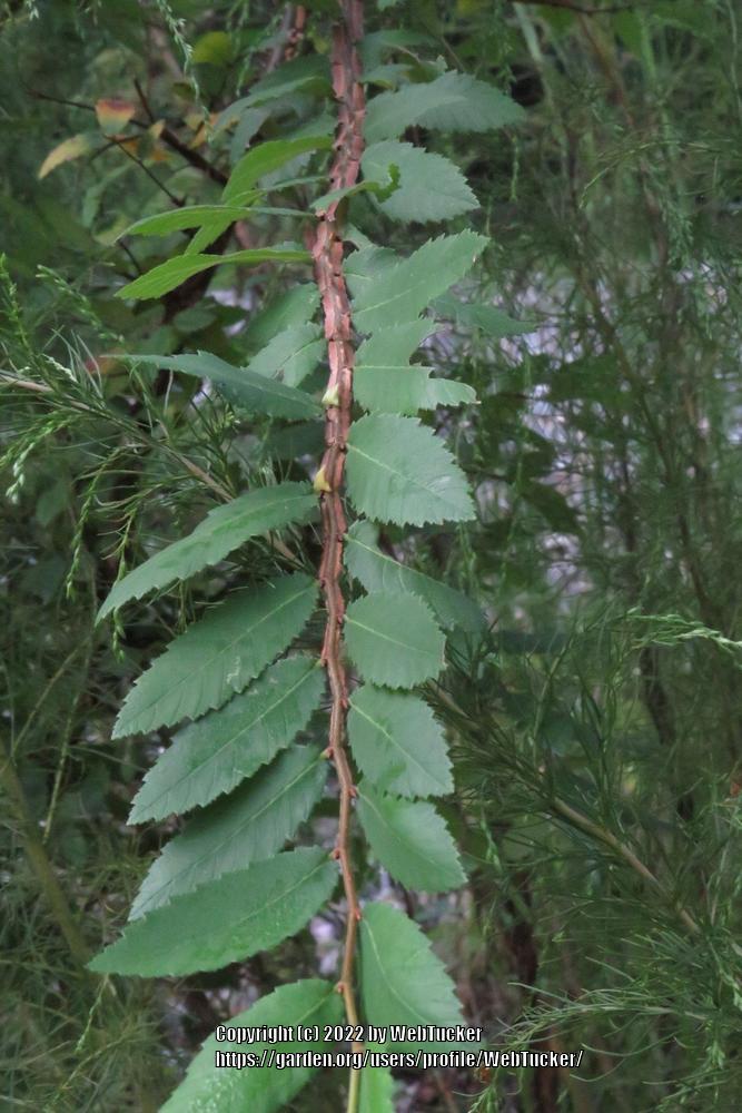 Photo of the leaves of Winged Elm (Ulmus alata) posted by WebTucker ...