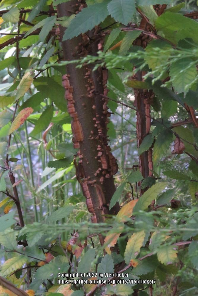 Photo of the stem, scape, stalk or bark of Winged Elm (Ulmus alata ...