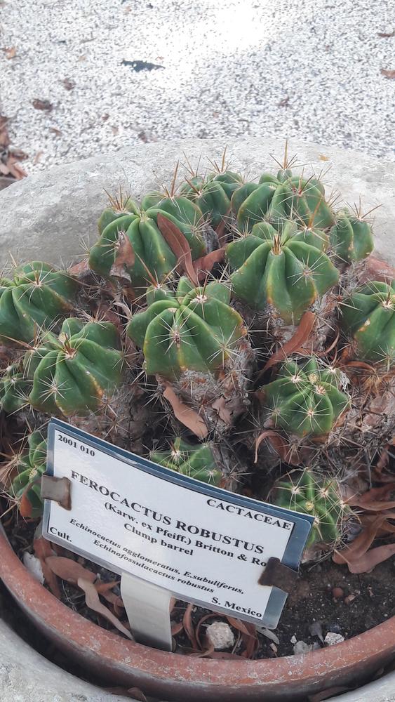 Photo of the thorns, spines, prickles or teeth of Barrel Cactus ...