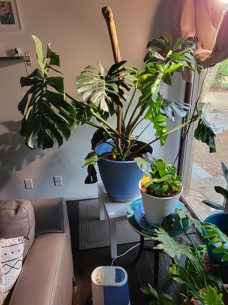 Monstera deliciosa leaves in the Houseplants forum - Garden.org