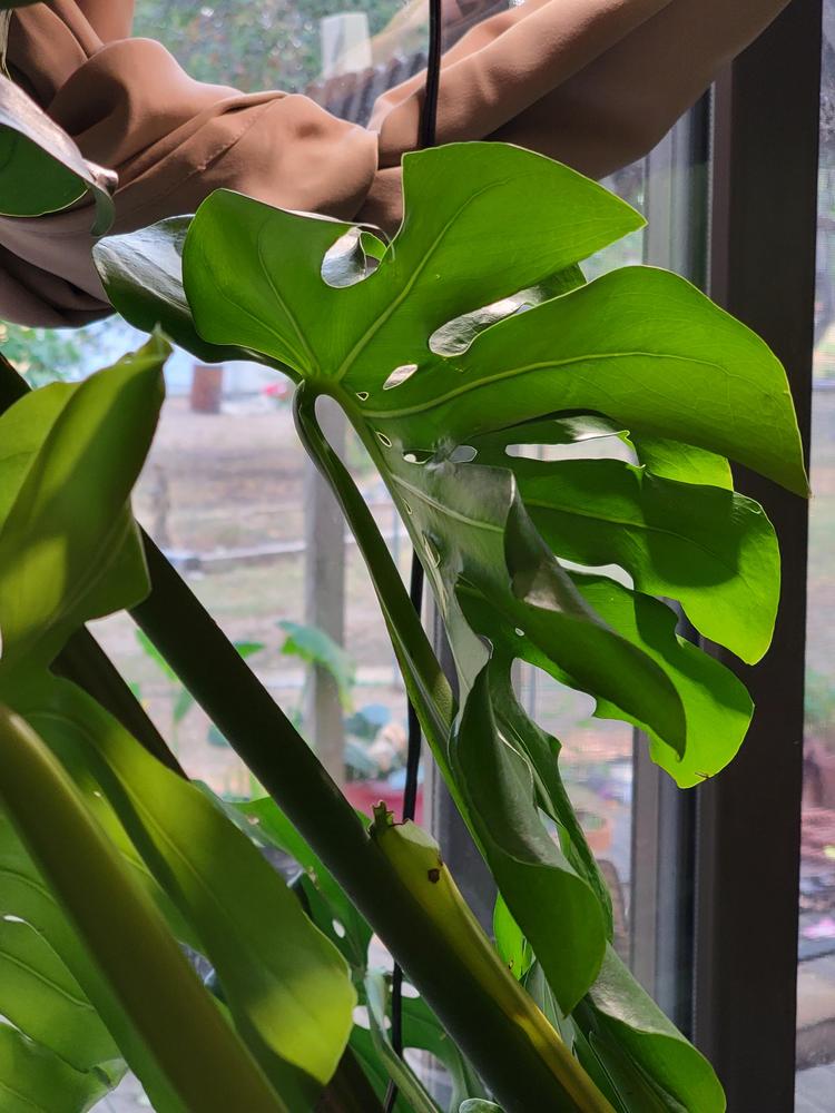 Monstera deliciosa leaves in the Houseplants forum - Garden.org