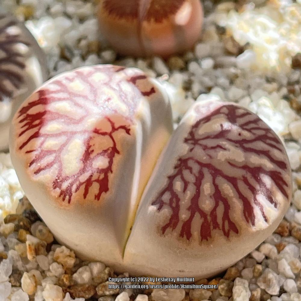 Photo of the entire plant of Lithops 'Kikukaseki' posted by ...