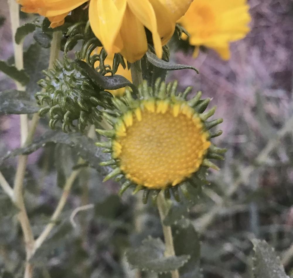 Photo of the closeup of buds, sepals and receptacles of Curlycup ...