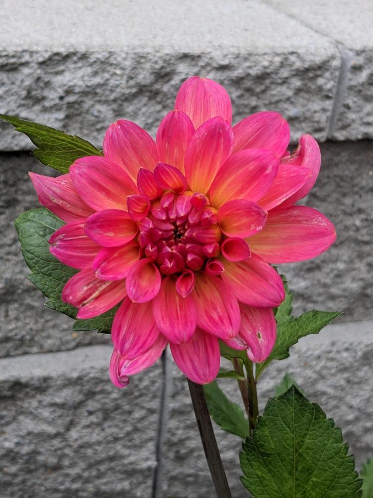 Dahlia 'Excentric' in the Dahlias Database - Garden.org