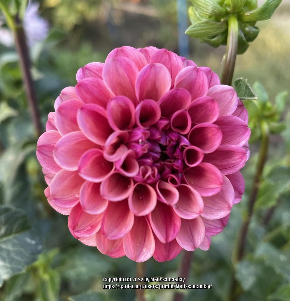 Photo of the bloom of Dahlia 'Mission Gypsy' posted by Melissamaeday ...