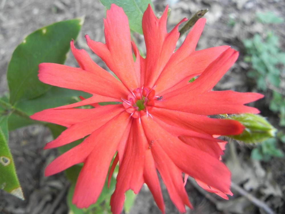 Photo of the bloom of Silene sinensis 'Once in a Vermillion' posted by ...