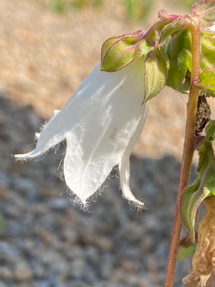 Photo of the bloom of Spotted Bellflower (Campanula punctata) posted by ...