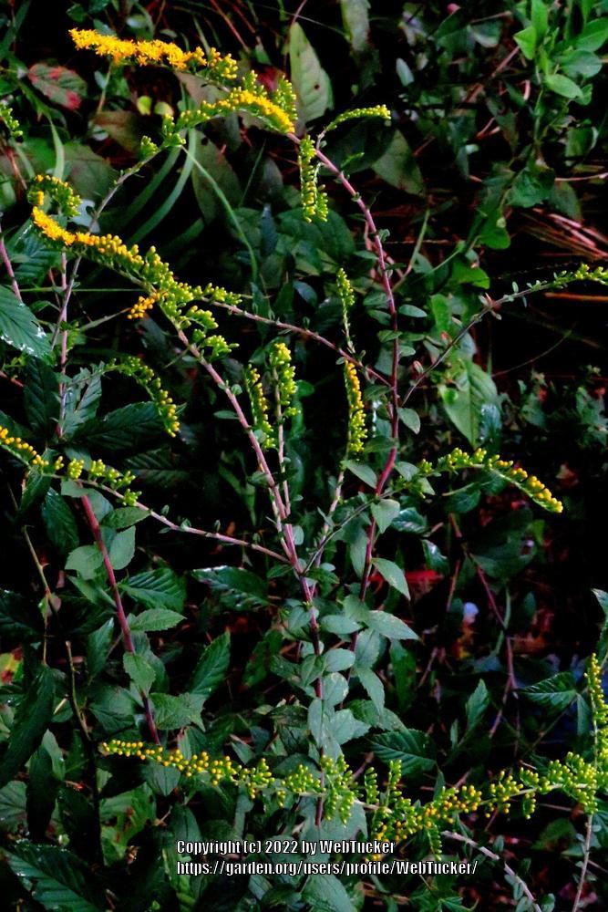 Photo of the entire plant of Goldenrod (Solidago rugosa) posted by ...