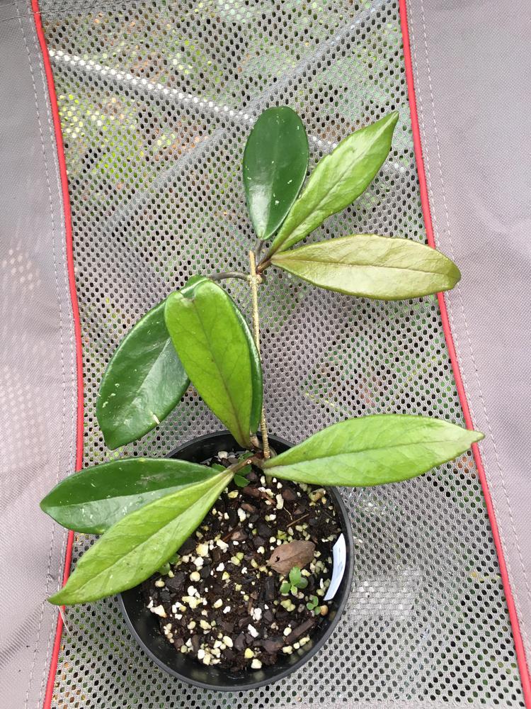 Hoya ID please. in the Plant ID forum - Garden.org